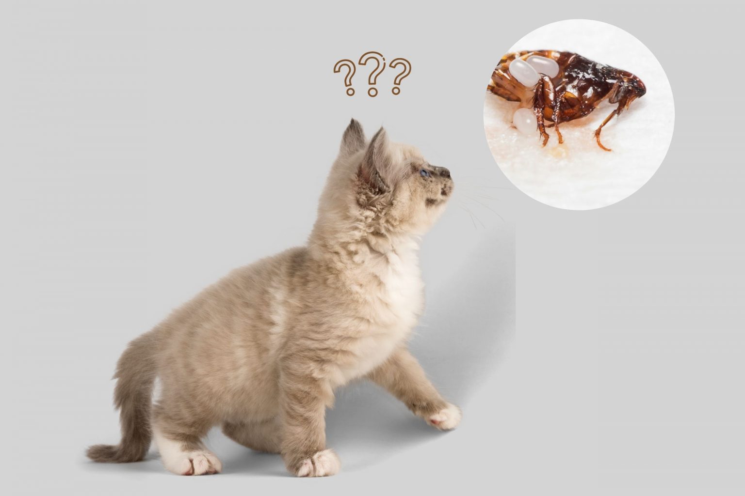 Types of Fleas - Common Flea Species - Flea Cures