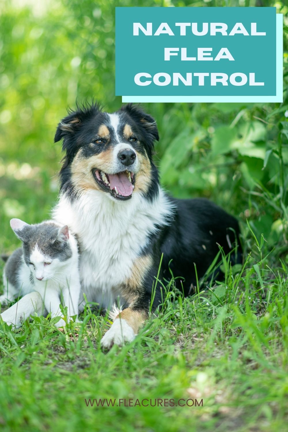 Natural Flea Control - Flea Cures