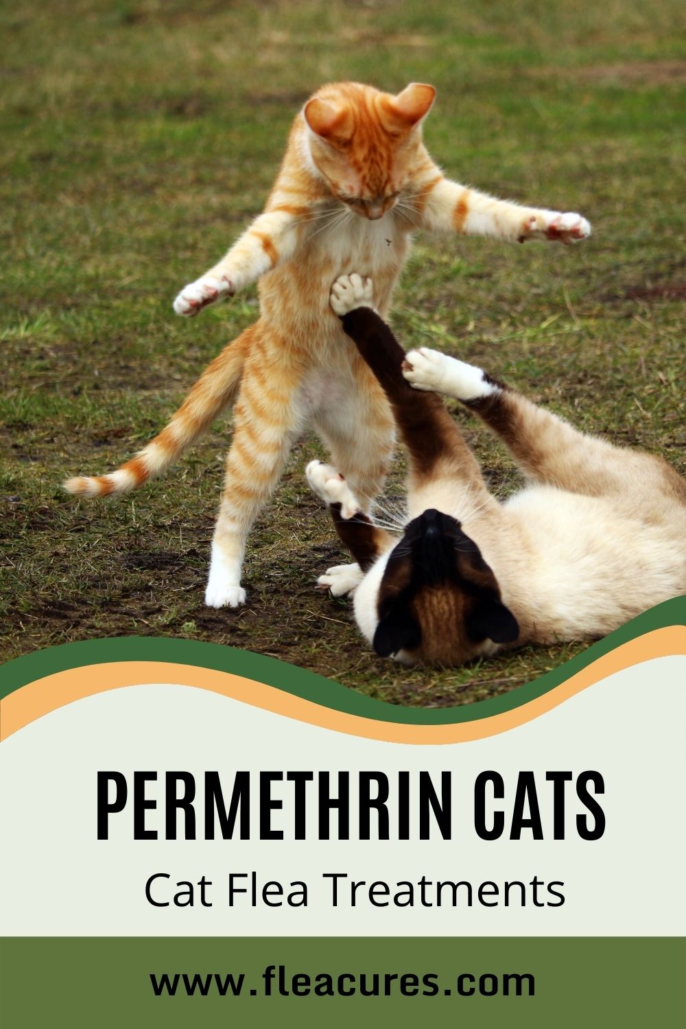 Permethrin Cats - Flea Cures