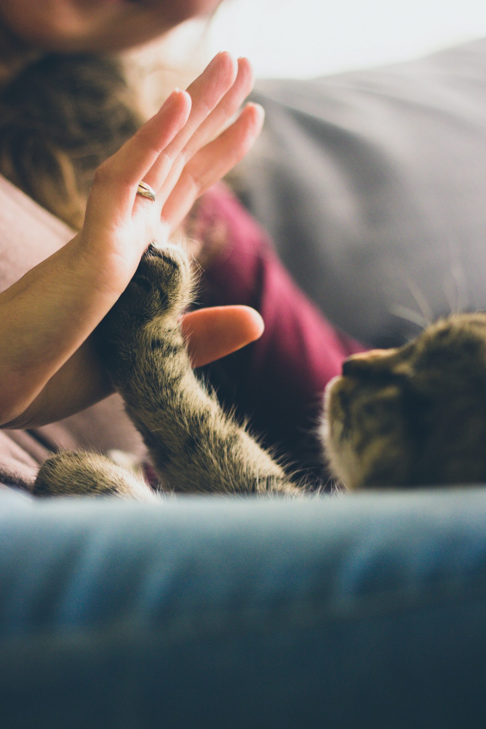 Can Fleas Live On Humans Flea Cures