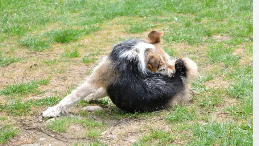 What Eats Fleas - 5 Bugs That Help You Get Rid of Fleas